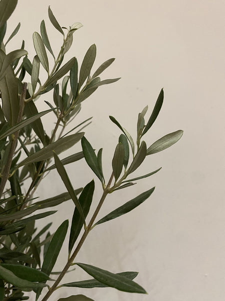 Large Olive Tree – The Flower Shop Bristol